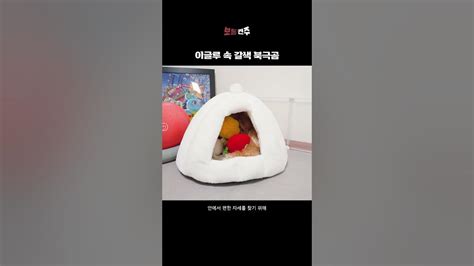 이글루 속에 갈색 북극곰이 있는 귀여운 영상 Youtube