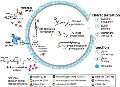 Assembly Of Protein Glycoconjugates And The Associated Challenges Download Scientific Diagram