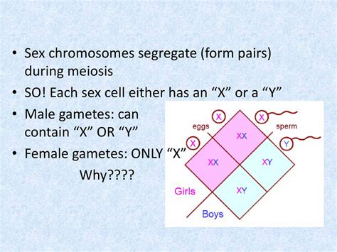 Chapter 12 Inheritance Patterns And Human Genetics Ppt Download