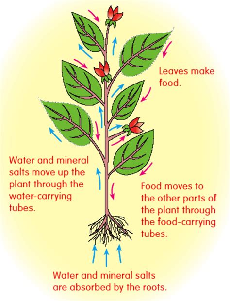 Transportation System In Plants