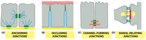 17 Cell Junctions Flashcards Quizlet