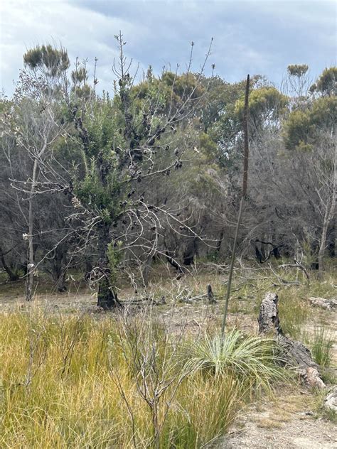 Ian Campbell On Linkedin Whenisthecricketbackon