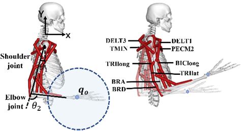 Figure 3 From Motion Learning For Musculoskeletal Robots Based On Cortex Inspired Motor