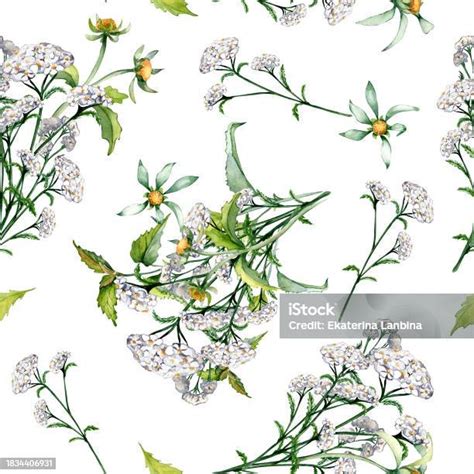 Achillea 톱풀 쐐기풀 Bidens 거지 수채화 완벽 한 패턴 흰색 절연 약용 꽃이 그려져 있습니다 유용한 허브 약용 식물 손으로 그린 것입니다 라벨 포장 직물을 위한