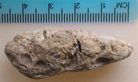 Please Help Id Coprolite Fossil Id The Fossil Forum