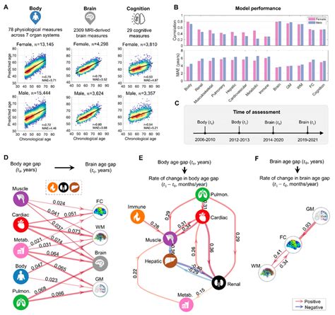 Age Prediction Accuracy And Multiorgan Biological Aging Networks A