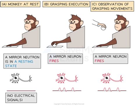 Mirror Neurons Aqa A Level Psychology Revision Notes 2025