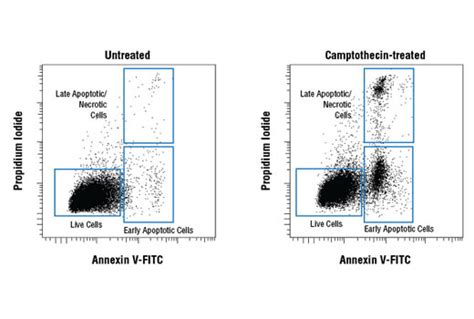Annexin V Fitc Early Apoptosis Detection Kit Cell Signaling Technology