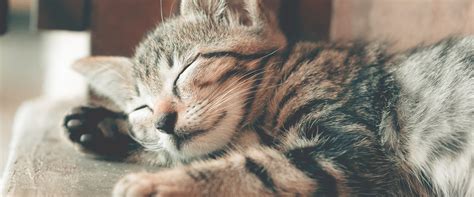 What Gender Cat Shall I Get