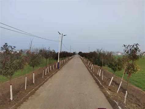 上蔡县芦岗街道朱庄社区：植树增绿 扮靓家园