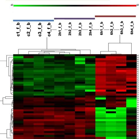 heat map of microrna microarray expression data from hippocampus