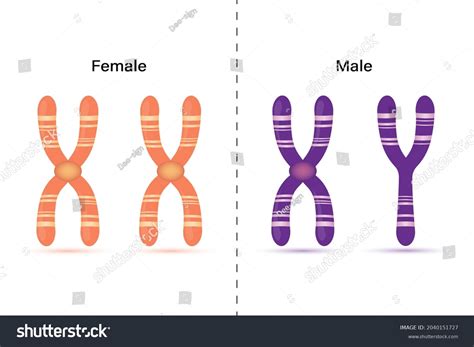 Sex Chromome Structure Male Female Stock Vector Royalty Free Shutterstock
