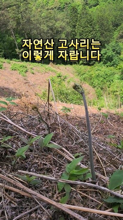 지리산 700미터고지 자연산 고사리를 소개합니다 지리산 고사리 자연산 Youtube
