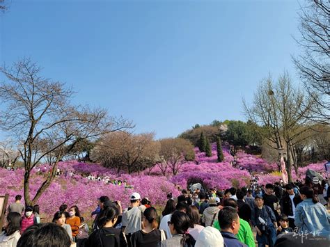 부천 원미산 진달래축제‧도당산 벚꽃축제‧춘덕산 복숭아꽃축제 잇달아 개막