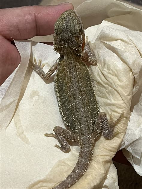 フトアゴヒゲトカゲ トランスイエロー ペットレーダー