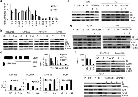 Induction Of Pd‐l1 Transcription By E6 Oncoprotein Occurs Predominantly