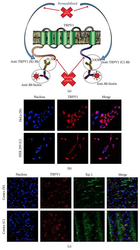 Perspectives Of Trpv1 Function On The Neurogenesis And Neural Plasticity Pmc