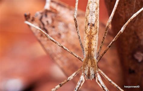 Within The Chronicles Frame Deinopidae Ogre Faced Spider Net Casting Spider