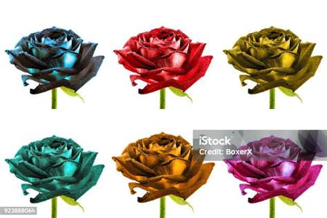 착 색된 한 초현실적인 젖은 장미 꽃 매크로 흰색 절연의 팩 0명에 대한 스톡 사진 및 기타 이미지 0명 공휴일 기이함 Istock