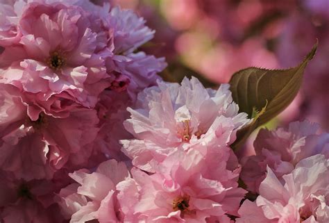 벚꽃 사쿠라 핑크 꽃 Pixabay의 무료 사진 Pixabay