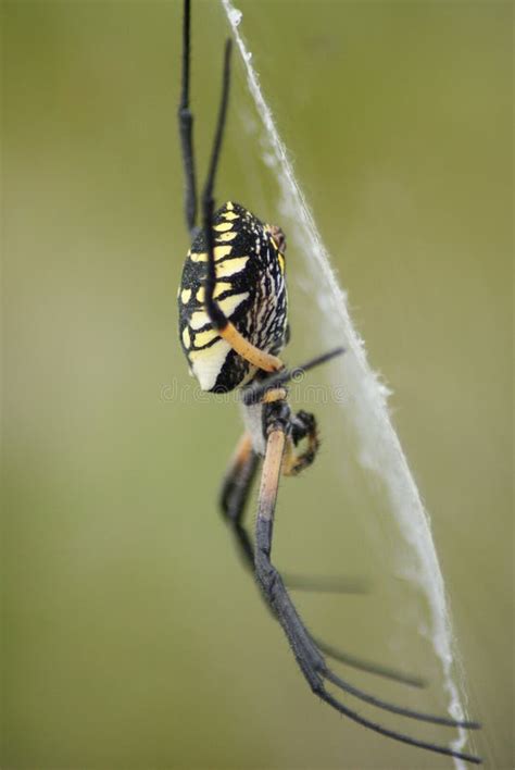Writing Spider Stock Image Image Of Zigzag Fangs Steeler 276377877