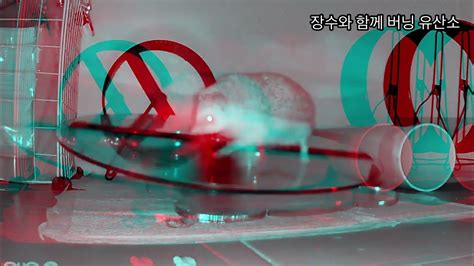 장수운동vlog 도치와 함께 체지방 날려봐요 Youtube