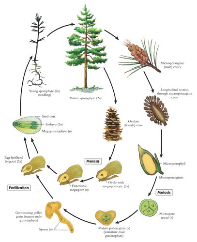 Bio Lab 5 Spermatophytes Gymnosperms And Angiosperms 202 Flashcards