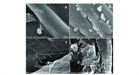 Sem Micrographs Of Untreated Rice Straw A B And Alkali Treated Rice Download Scientific