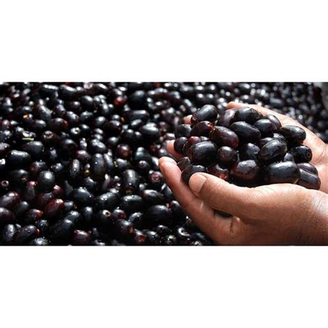 Jual 10 Biji Benih Jamblang Juwet Shopee Indonesia