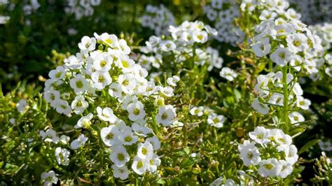 19 Garden Plants That Will Grow In Sun Or Shade