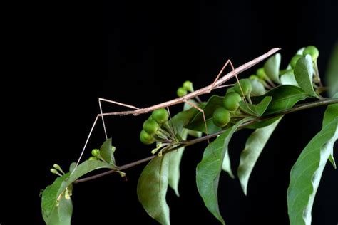 Premium Photo The Stick Insect Phasmatodea On A Tree