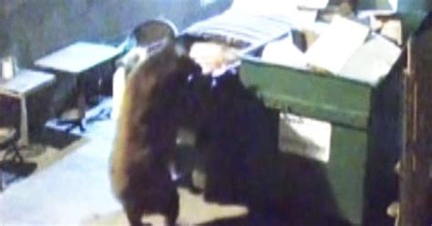 배고픈 곰 음식물 쓰레기통 통째로 가져가