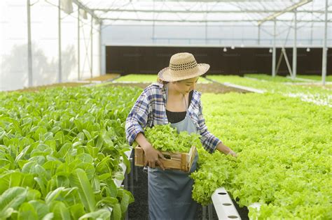 수경 온실 농장 깨끗한 음식과 건강한 식생활 개념에서 일하는 젊은 여성 농부 사진 Unsplash의 성공 이미지