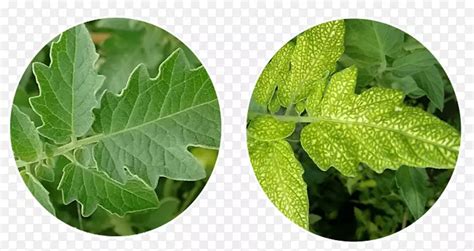 植物病理学疾病医学诊断植物营养 植物png图片素材下载图片编号1842387 Png素材网