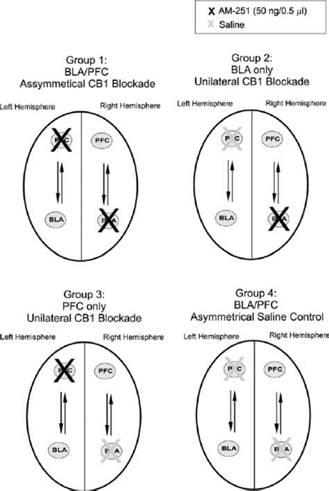 Schematic Representation Of The Experimental Protocol For Bla Pfc Cb1