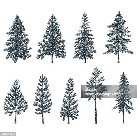 소나무와 스프루 스 나무 벡터 스케치 그림입니다 숲과 자연 손으로 그린 디자인 요소 설정 소나무 침엽수에 대한 스톡 벡터 아트 및 기타 이미지 Istock