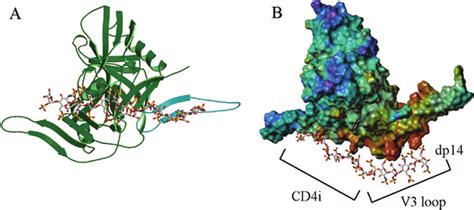heparin binding residues of the v3 loop and the cd4 induced epitope are