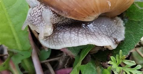 Slow Moving Snail On Fresh Green Leaf Free Stock Video Footage Royalty