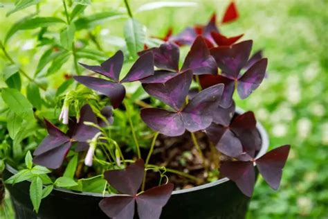 How To Grow And Care For Oxalis Trimmed Roots