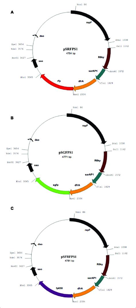 Maps Of Recombinant Plasmids Containing Genes Coding For A Red