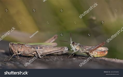 Male Female Grasshopper Sit One Behind Stock Photo