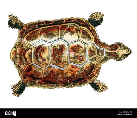 Polyphemus Polyphemus Cut Out Stock Images And Pictures Alamy