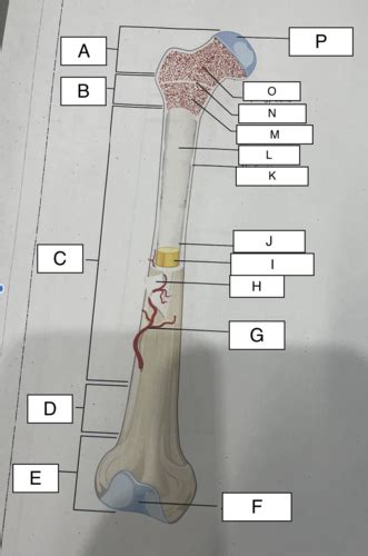 Lab 2 Bones Flashcards Quizlet