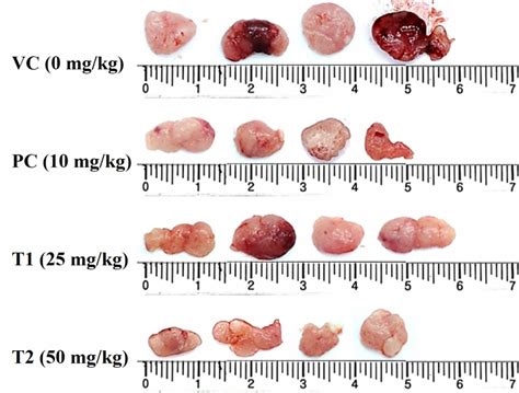 자생 엉겅퀴의 놀라운 효능위암 종양 성장 막았다