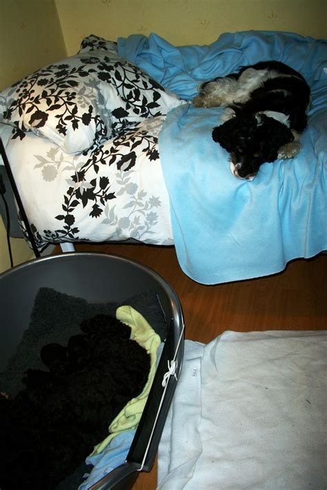 Valpar 2012 Blackflash Cockerpoo