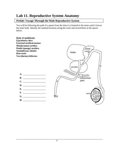 Solved Lab 11 Reproductive System Anatomy Prelab Voyage Chegg Com