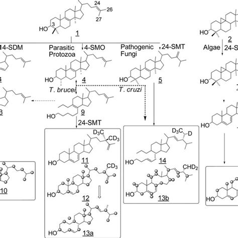 Phyla Distinct Pathways Of Sterol Biosynthesis Download Scientific
