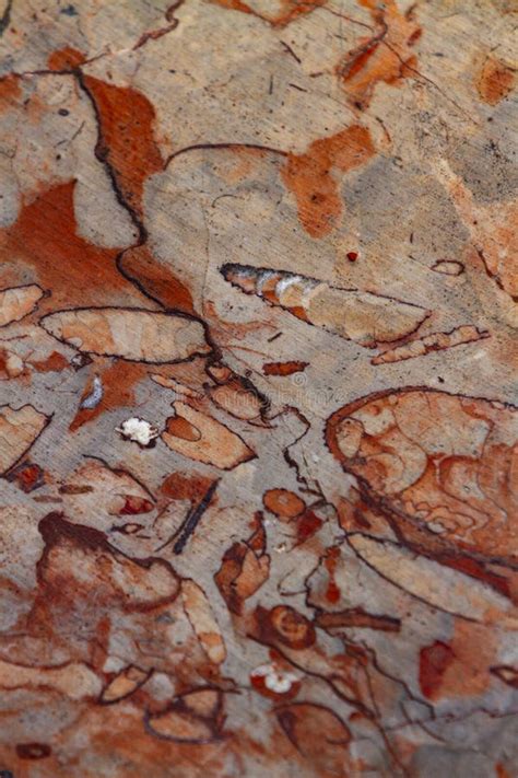 Red Fossiliferous Limestone Stock Image Image Of Nature Bulog 257973913