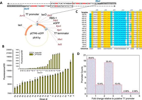 The Terminator Sequence Of The T7 Promoter Genspark The Terminator Sequence Of The T7 Promoter Genspark