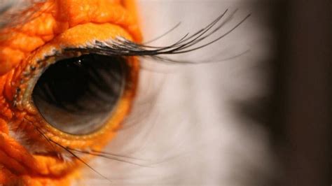Gorgeous Eyelashes Of The Secretarybird